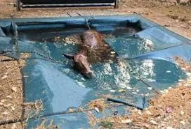 "Trembling and Hiding": Abandoned Horse Discovered Cowering in Swimming ...